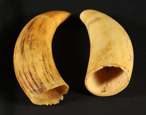 Two Scrimshaw Sperm Whale Teeth 19th Century Two Antique Scrimshaw