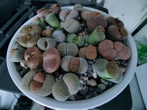 My Lithee R Lithops