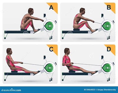 Rower In A Muscle