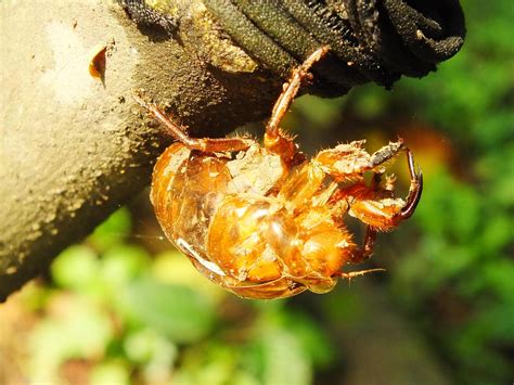 Molting Cicada On A Tree Cicadas Life Cycle In Nature Forest Insect