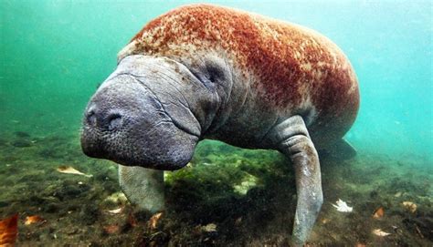 The Last Of The 100 Underwater Sirenians In Tanzania Geoparks Africa