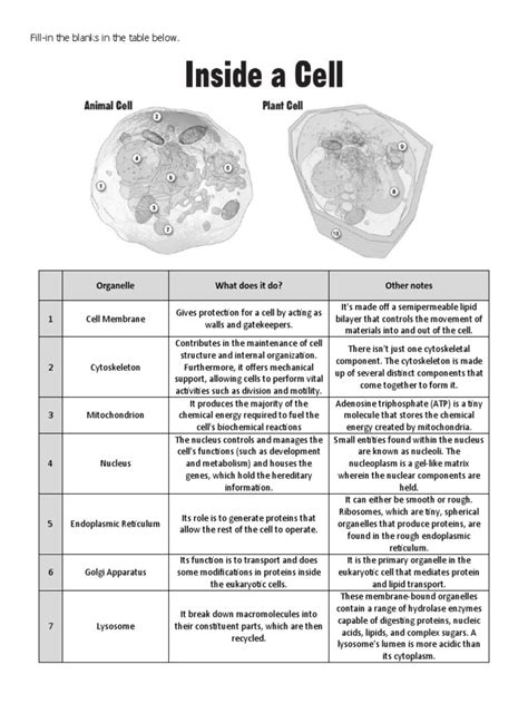 Parts Of The Cell Worksheet Biochemistry Pdf Cell Biology