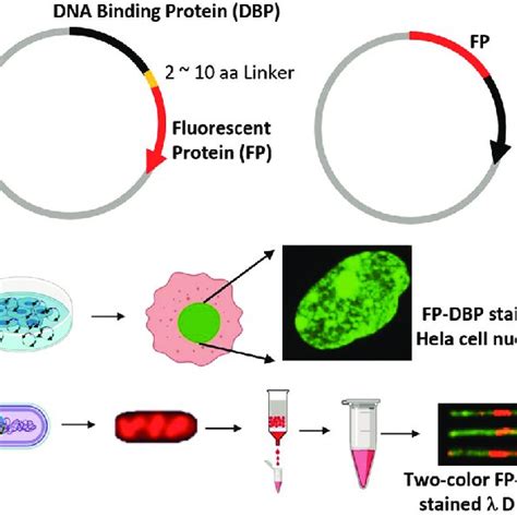 Fp Visualisation Of Dna Replication A Localisation Of Yfp Dnaa Oric