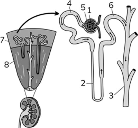 Задание №73838 Установите соответствие между характеристиками и структурами обозначенными на