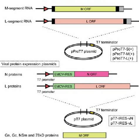 Activation Pathway Of Secreted Alkaline Phosphatase Seap Reporter