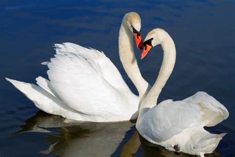 Swan Vs Goose What S The Difference