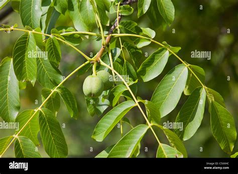 Green English Walnuts Unripe Persian Walnut Juglans Regia With Leaves