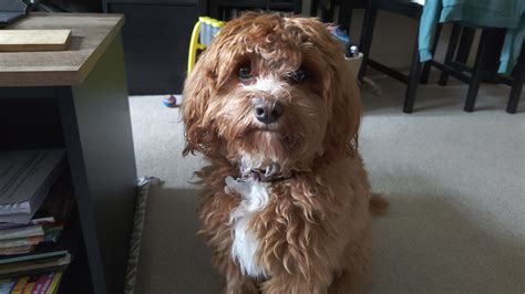 Asus Rog Phone Ultimate Review A Beast With A Few Flaws Gamesradar