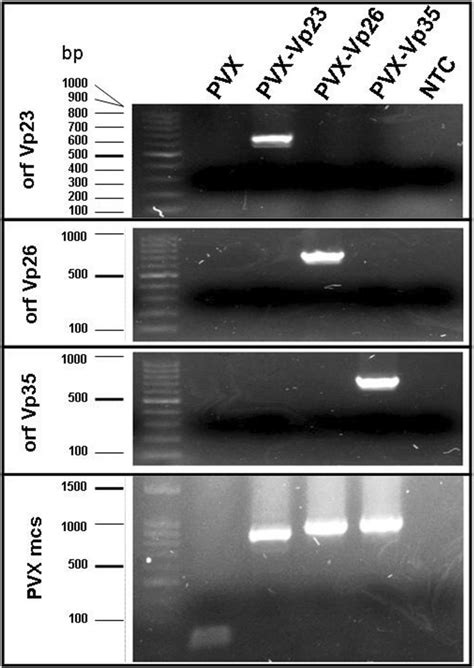 Detection Of Recombinant Potato Virus X Vps In Infected Tomato Plants Download Scientific