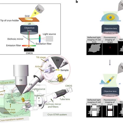 cryo clem workflow using eli triscope a cells labeled by fluorophores