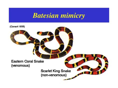 Ppt Visual Mimicry Powerpoint Presentation Id 449765