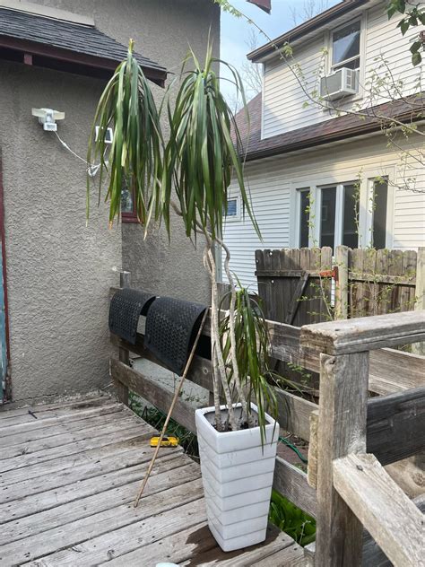 Dragon Tree Issue Rhouseplants