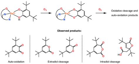 The Dioxygen Reactivity Of Complexes 11 13 Figure Adapted From Download Scientific Diagram