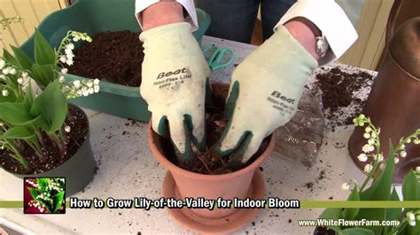 Step By Step Guide How To Plant Lily Of The Valley Successfully