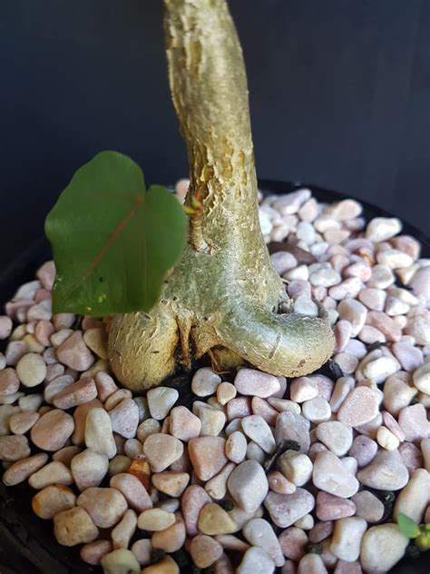 Van De Groot Nursery Balcolyn Nsw