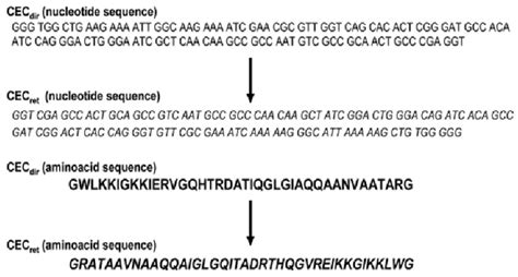 inverted peptide coding sequence synthesis design nucleotide and
