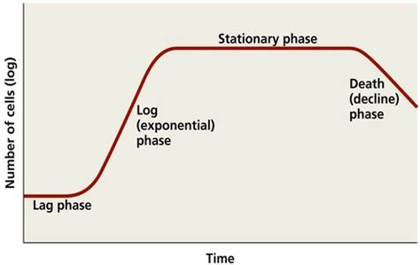 Binary Fission And Exponential Growth Flashcards Quizlet