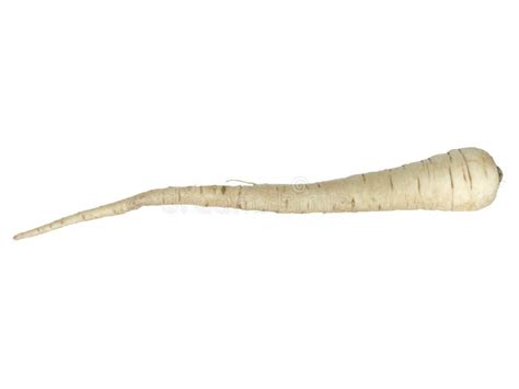 Parsnip Stock Image Image Of Food Legumi Legume Lsenfr 765383