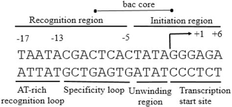 The T7 Rnap Promoter Showing Functional Domains Download Scientific