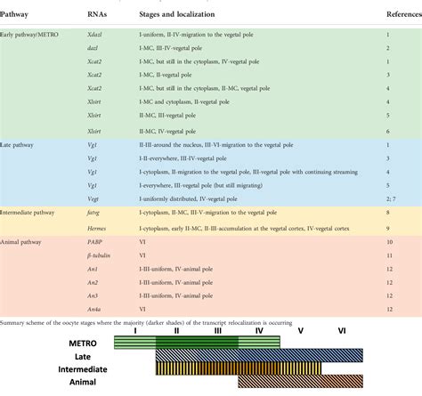 Table 1 From Comparison Of Rna Localization During Oogenesis Within