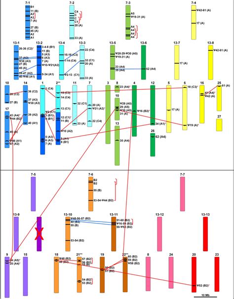 Model Of The Duplication History Of P Patens Gelp Genes A Duplication