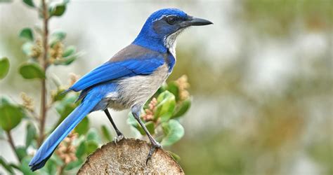 Photos And Videos For Island Scrub Jay All About Birds Cornell Lab Of Ornithology