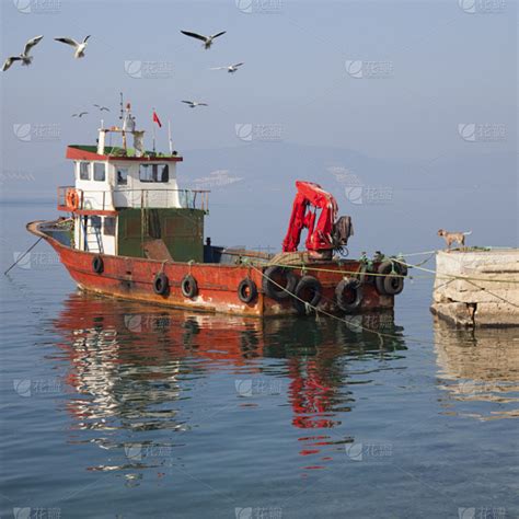拖捞船 狗 渔船 渔网捕鱼 海鸥 鱼网 渔业 水 工业船 无人