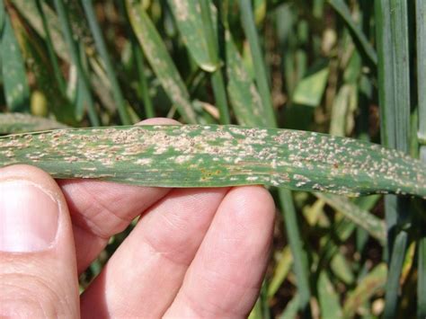 Powdery Mildew Control Identification Prevention And Treatment Tips