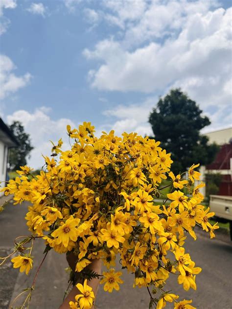 Adey Abeba The Ethiopian New Year Flower