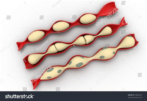 3d Digestive Segmentation On White Background Stock Illustration