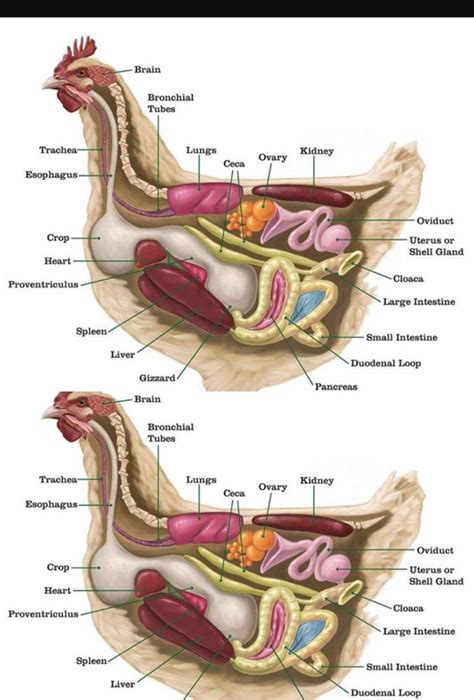 Chicken Cloaca Anatomy
