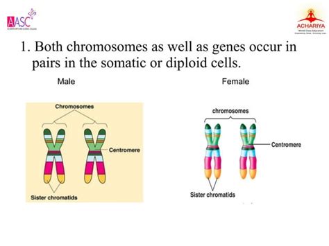 Chromosomal Theory Of Inheritance Ppt Genetics Science