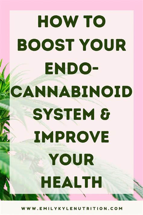 Endocannabinoid System Artofit