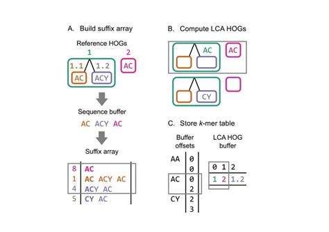 Omamer Algorithm For Compact K Mer Table Precomputation A To Download Scientific Diagram