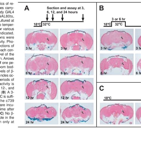 Pdf Spatiotemporal Gene Expression Targeting With The Target And Gene Switch Systems In Drosophila