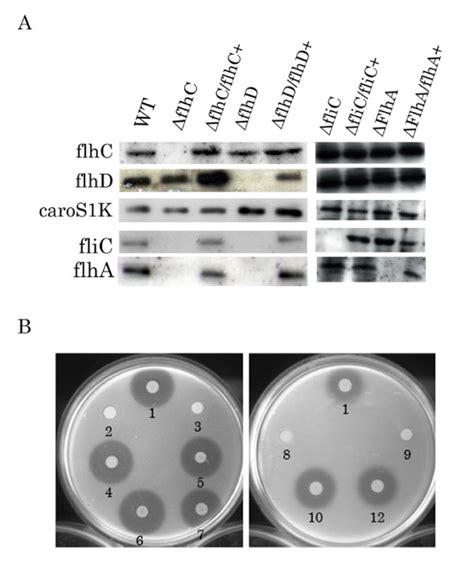 Bacteriocin Activity And Transcription Analysis Of Pectobacterium Download Scientific Diagram
