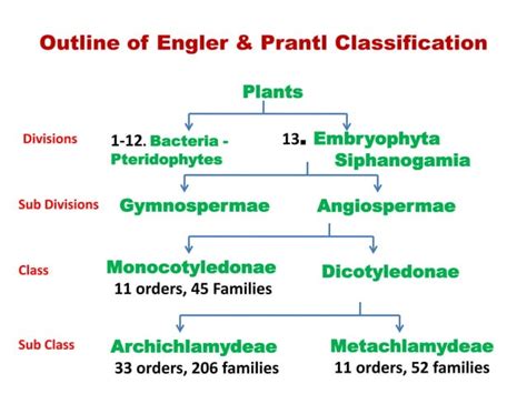 Engler And Prantl System Of Classification Ppsx