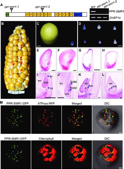 Overview Of Maize Ppr Smr1 A Diagram Of The Ppr Smr1 Protein