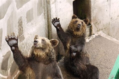 홋카이도 노보리베츠 곰목장 입장권