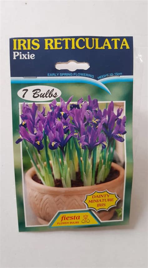 Iris Reticulata Pixie Springvale Garden Centre