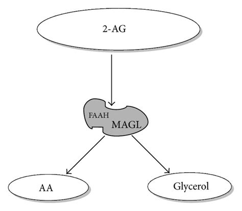 The Endocannabinoid System And Sex Steroid Hormone Dependent Cancers Pmc