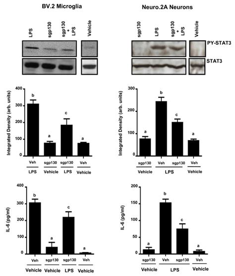 Sgp130 Attenuation Of Lps Induced Stat3 Phosphorylation In Neuro 2a And