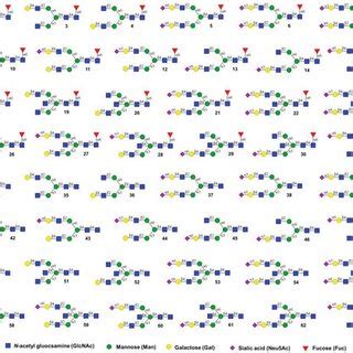 Synthetic Membered IgG Nglycan Library Containing All Possible Download Scientific Diagram
