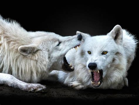 30 Portraits Of Wild Animals Up Close I Love My Dog So Much