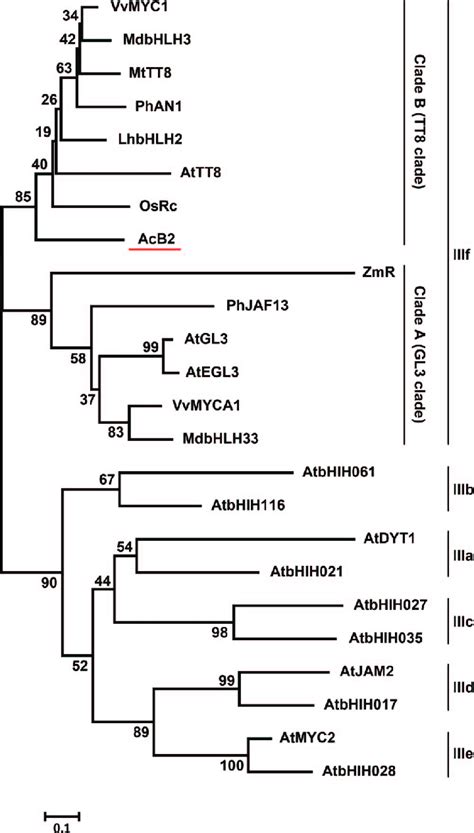 A Neighbor Joining Phylogenetic Tree Of Bhlh Subgroup Iii Tfs Amino Download Scientific
