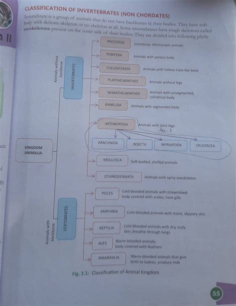 Classification Of Invertebrates Non Chordates Invertebrate Is A Group O