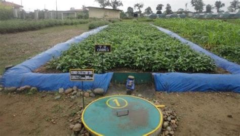 Vigorous Growth Of Cowpea Towards The Lower Side Of The Runoff Plot
