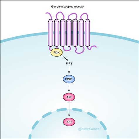 Signaling Pathway Illustrations — Drawbiomed