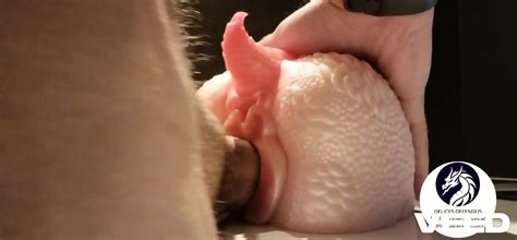 Massive Breeding Cocks Fill Aluras Elegant Dragon Holes Furry Sextoy From Delices Defendus