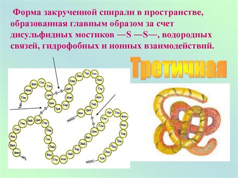 Белки. Основные функции белков - презентация онлайн